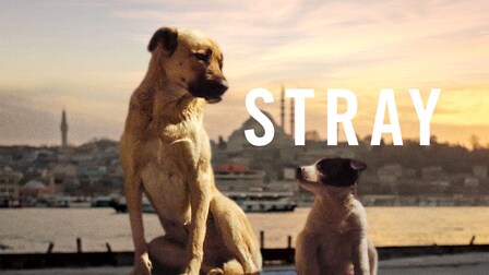 Stray - Film online på Viaplay