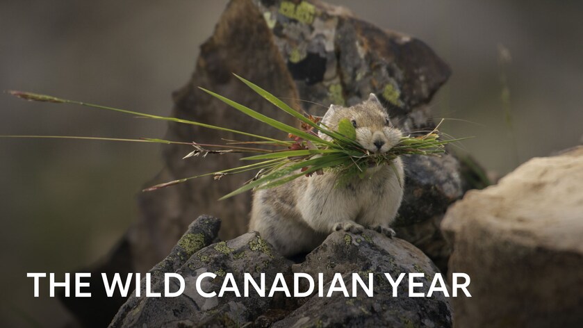 The Wild Canadian Year Tv Serier Online Viaplay