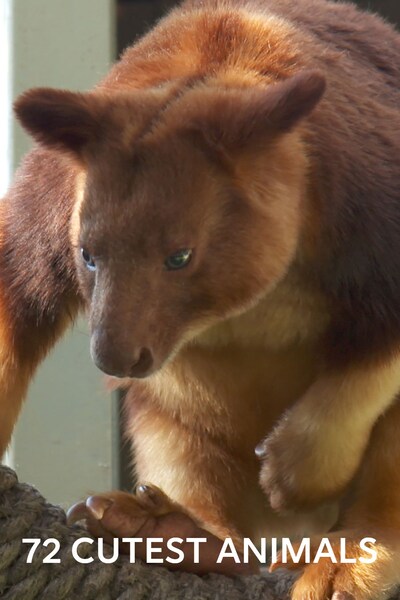 72 Cutest Animals TV serier Online Viaplay se 72-cutest-animals-tv-serier-online-viaplay-se