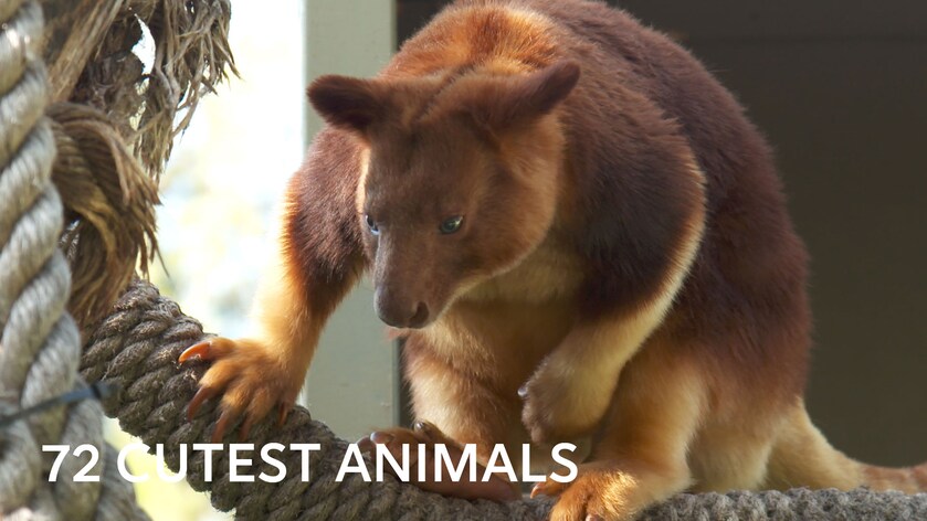 72 Cutest Animals TV serien P Nettet Viaplay no 72-cutest-animals-tv-serien-p-nettet-viaplay-no