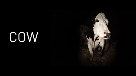 Cow - Film online på Viaplay