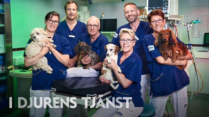 I djurens tjänst - TV-serier online - Viaplay