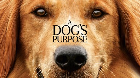 Katso A Dog’s Purpose. Elokuvat netissä - Viaplay